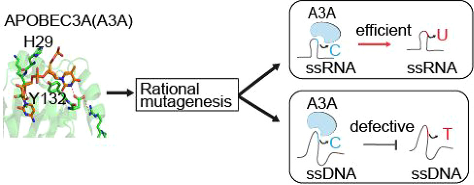 分子植物科学卓越创新中心通过分割APOBEC3A双重酶活性实现构建特异性RNA碱基编辑酶----中国科学院上海分院