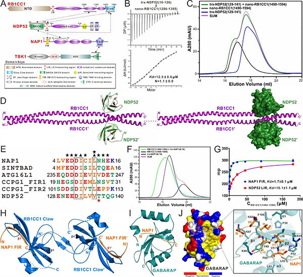 上海有机所在自噬受体蛋白NDP52的结构和作用机制研究方面取得新进展----中国科学院上海分院