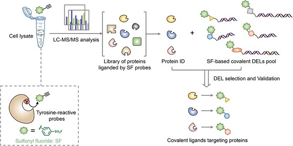 JACS | 上海药物所合作开发ABPP-CoDEL技术用于发现靶向酪氨酸的苗头化合物----中国科学院上海分院